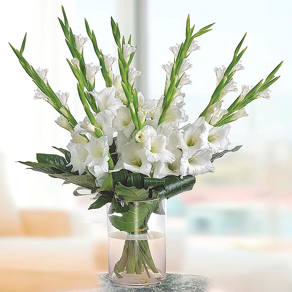 white gladiolus | Flowers