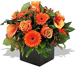 Orange Feast | Arrangements